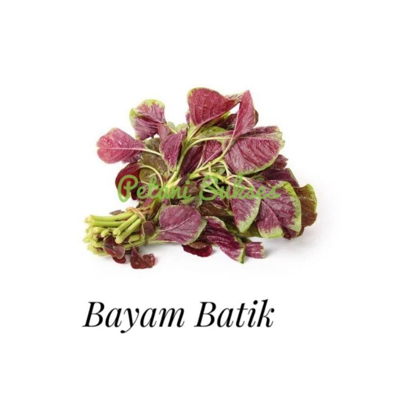 Jual (REPACK ribuan butir) Bibit Benih sayuran BAYAM BATIK BAYAM BELANG ...