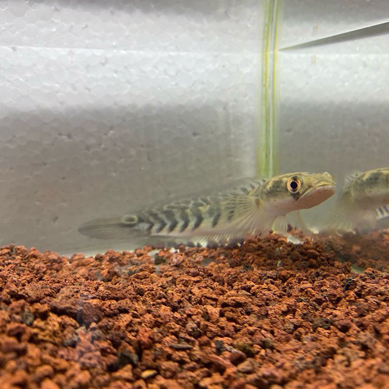 Jual YS simet | Shopee Indonesia