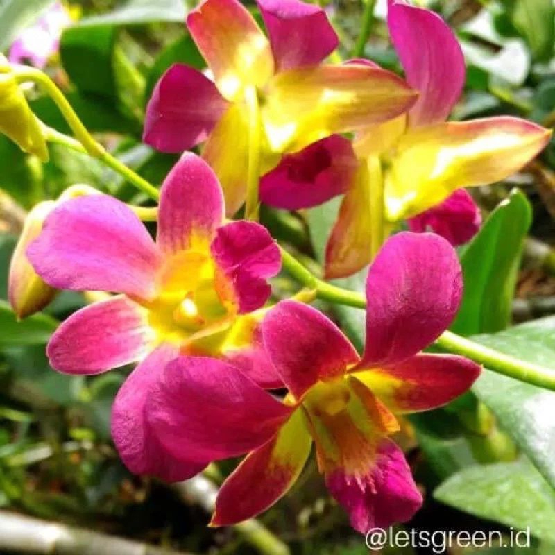 Jual anggrek dendrobium dewasa bunga pink morning spike/kuncup | Shopee ...