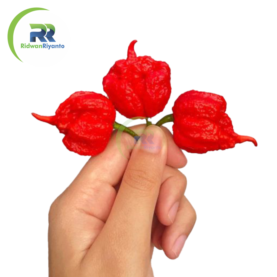 Jual 1 BUAH Cabe CAROLINA REAPER RED Cabai Terpedas Nomor 1 di Dunia ...