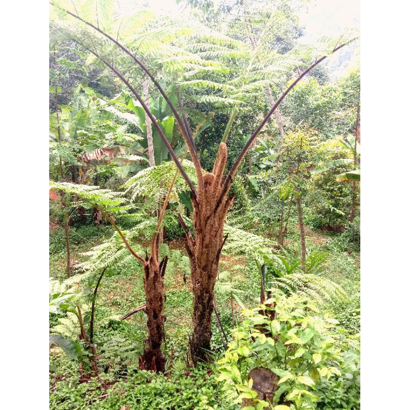 Jual BIBIT POHON PAKIS/MURAH | Shopee Indonesia