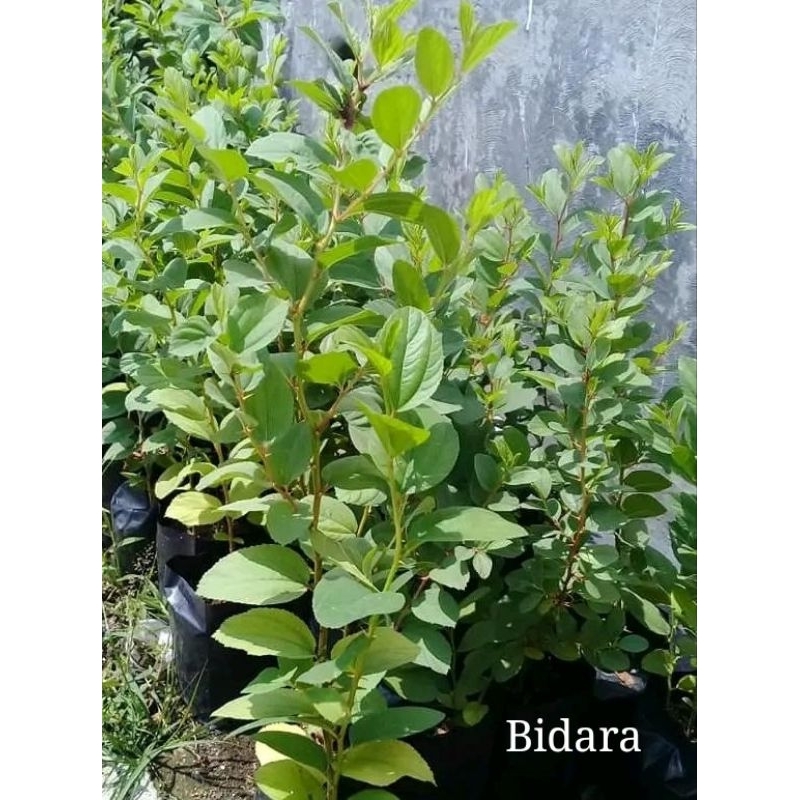Jual bibit bidara | Shopee Indonesia