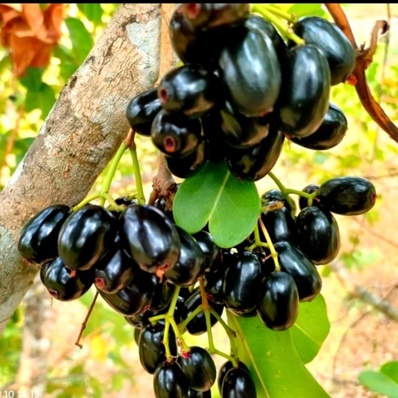 Jual Buah duwet, juwet, jamblang 500 gr buah langka eksotis | Shopee ...