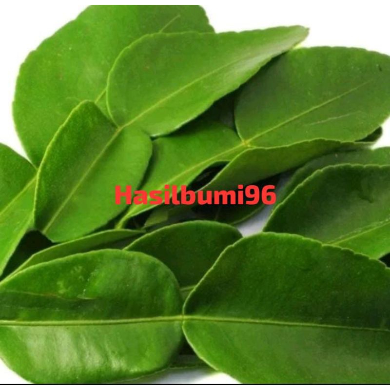 Jual DAUN JERUK SEGAR | Shopee Indonesia