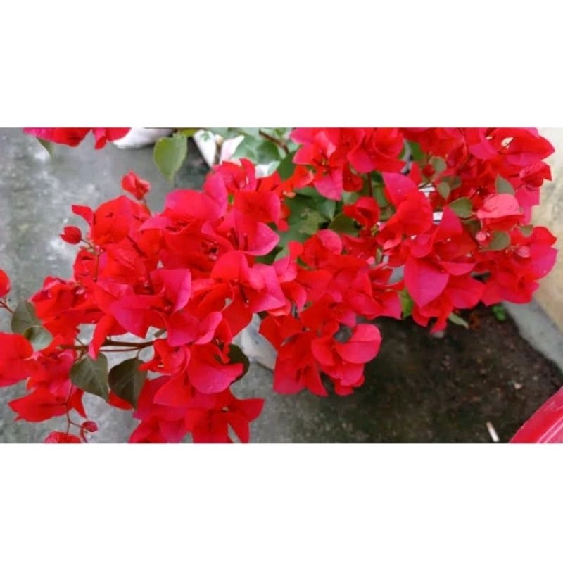 Jual Bougenville Merah Mega ORI | Shopee Indonesia