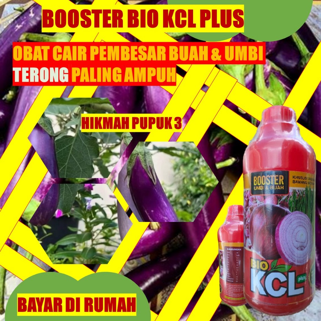 Jual PROMO BOOSTER PEMBESAR BUAH TERONG PALING AMPUH - BIO KCL Memperkuat batang tanaman Terong ...