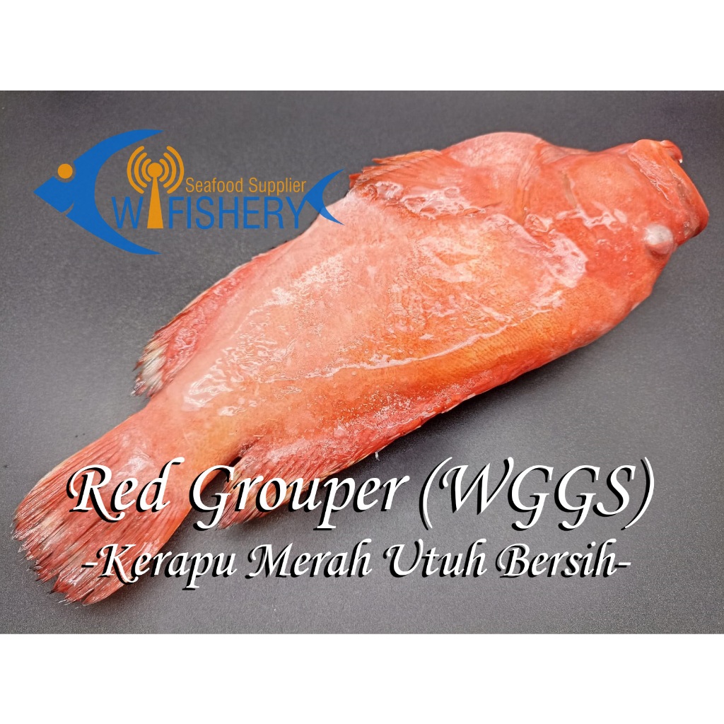 Jual Kerapu Merah Utuh Bersih - Red Grouper WGGS | Shopee Indonesia