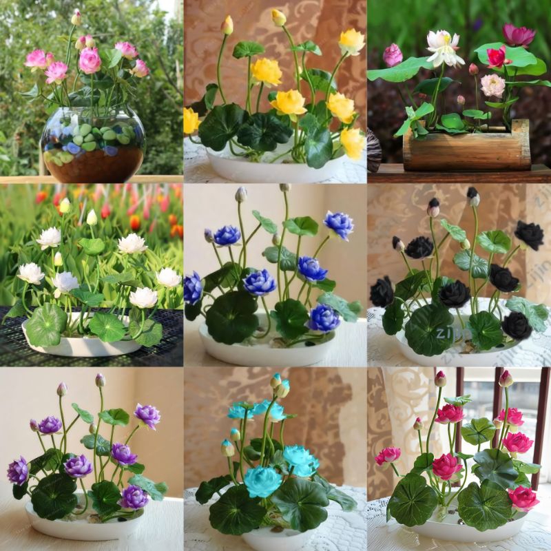 Jual 1 Biji Benih bunga lotus mini mix warna siap semai mudah tumbuh ... Jual 1 Biji Benih bunga lotus mini mix warna siap semai mudah tumbuh ...