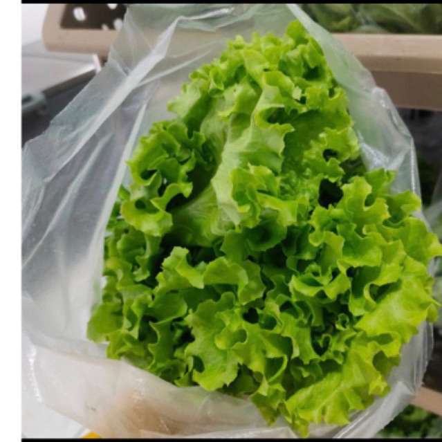 Jual SELADA | Shopee Indonesia