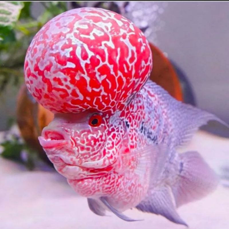 Jual Hiasan aquarium burayak louhan ksrd lohan king super red dragon ...