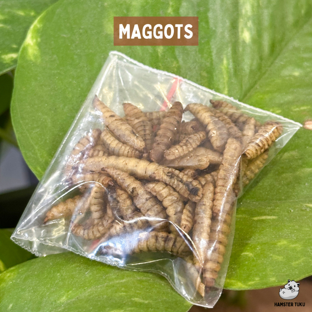 Jual MAGGOT MAKANAN HAMSTER SNACK CAMILAN ULAT PAKAN | Shopee Indonesia