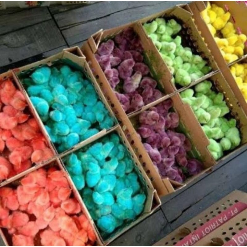 Jual Doc Ayam Warna Warni / Pejantan - Anak Ayam Warna Warni 1 Box Isi ...