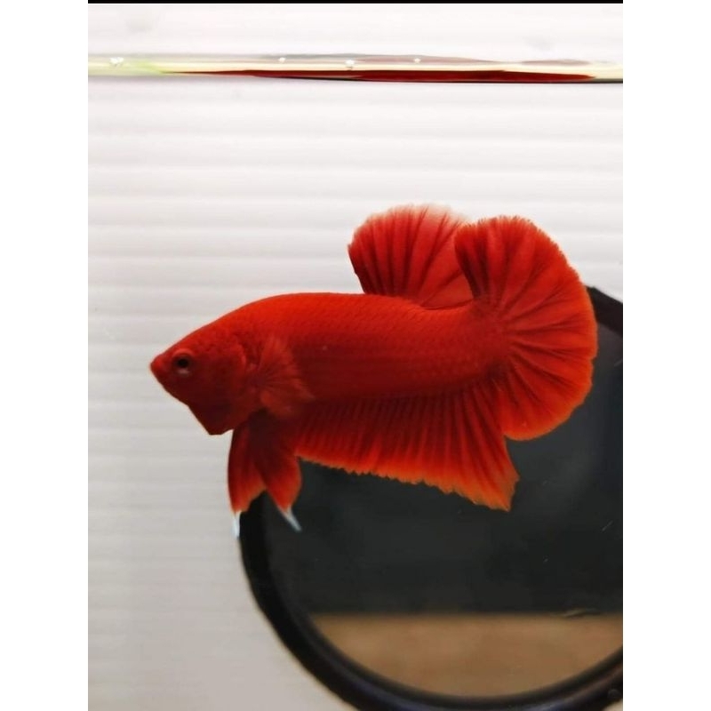 Jual Plakat Super Red Jantan | Shopee Indonesia