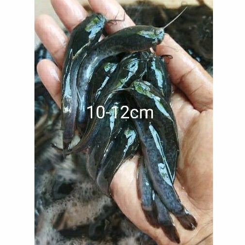 Jual Bibit Lele Mutiara Super Uk 10-12cm (Siap Tebar Kolam) | Shopee ...