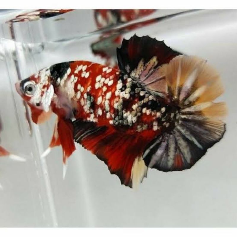 Jual hiasan cupang plakat nemo koi cooper pk nemo koi cooper | Shopee ...