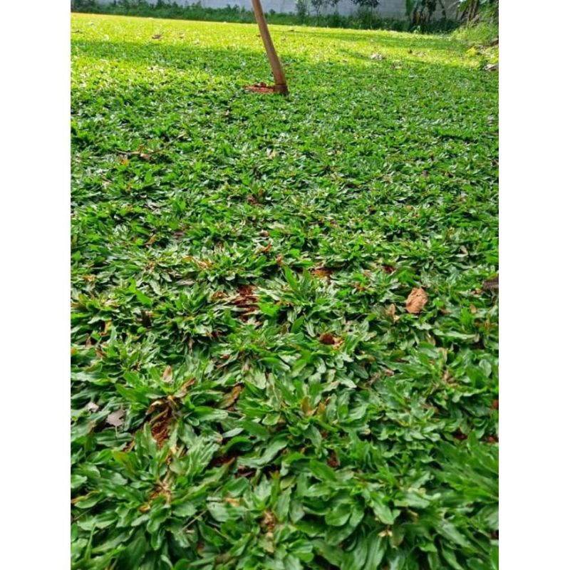 Jual Rumput gajah mini hijau 5 meter persegi | Shopee Indonesia