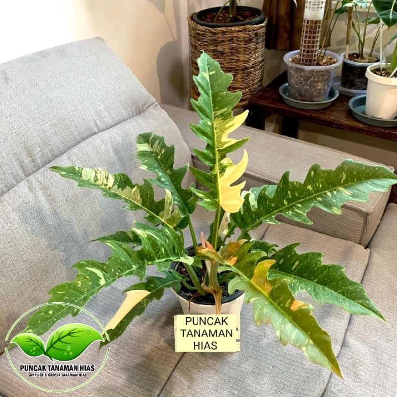 Jual Tanaman philodendron crocodile varigata - Ring of fire varigata ...