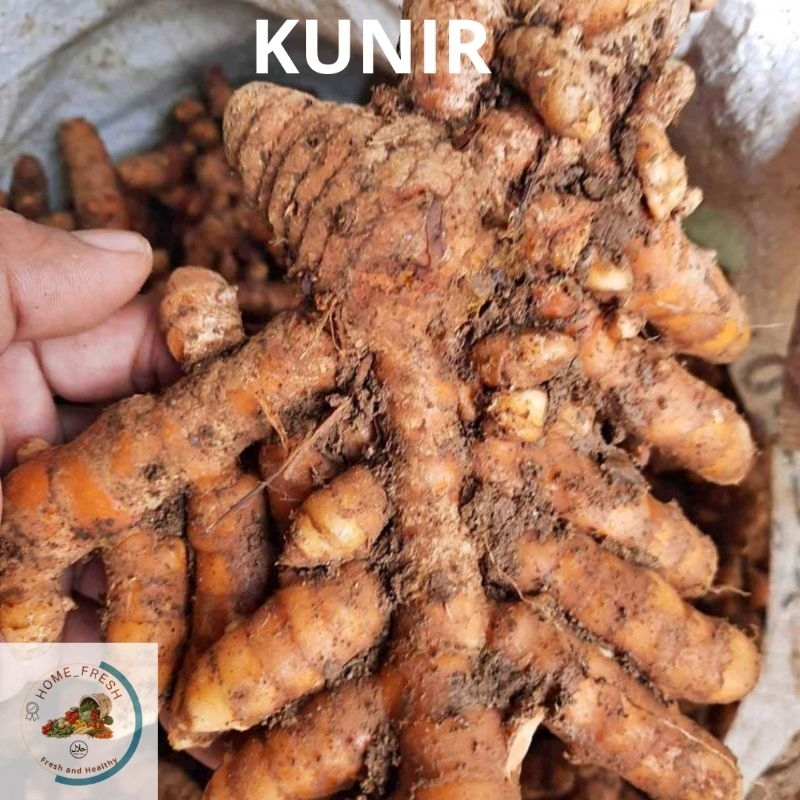 Jual KUNYIT KUNIR SEGAR LOKAL REMPAH REMPAH 1 KG | Shopee Indonesia