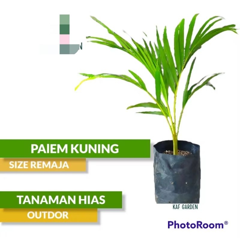 Jual Palem Kuning Tanaman Hias Palm Kuning Kuat Panas dan Minim ...
