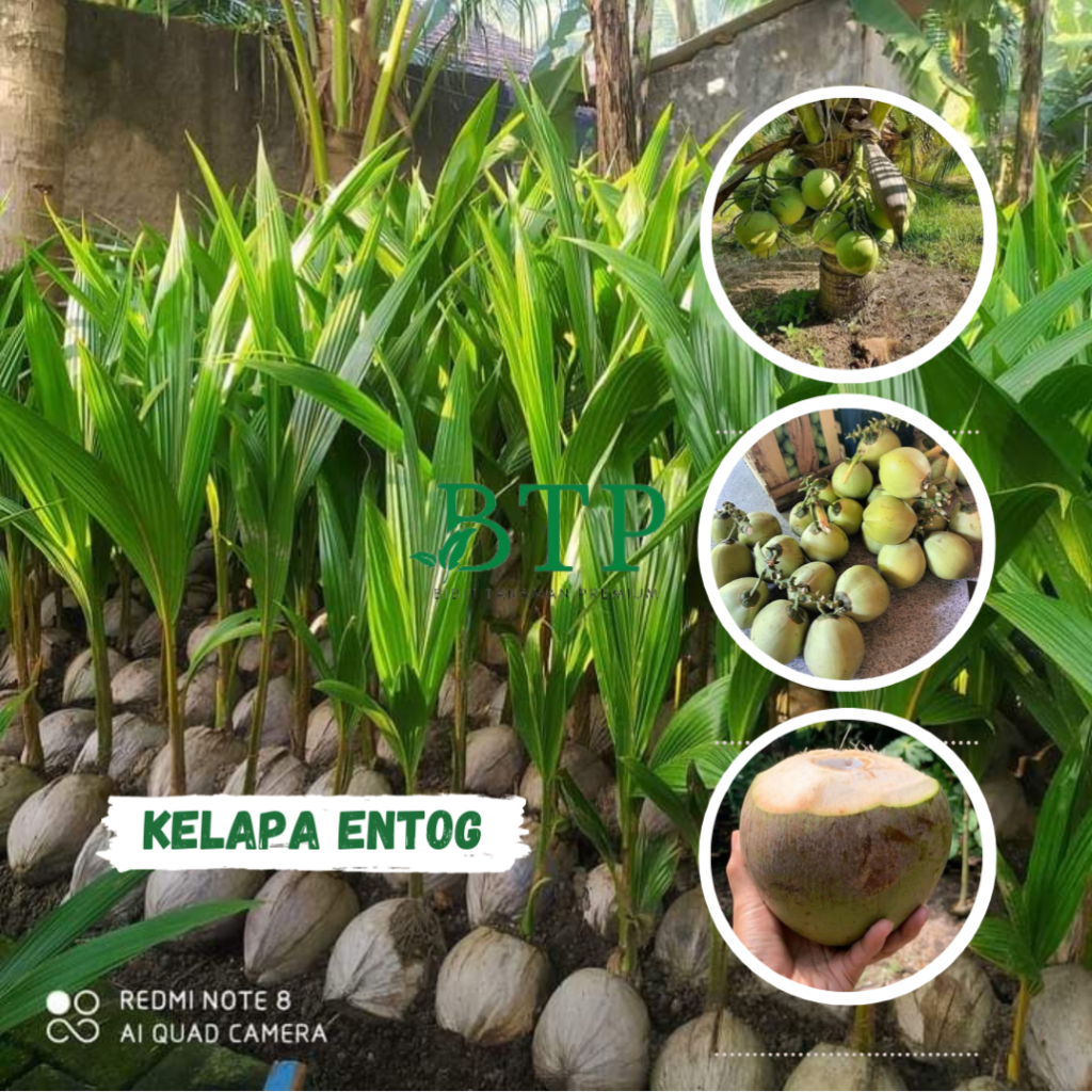 Jual BIBIT KELAPA GENJAH ENTOG/GENJAH ENTOK (BIBIT TANAMAN PREMIUM ...