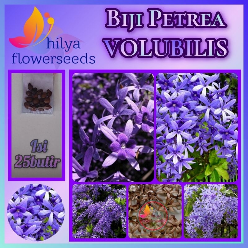 Jual Biji Bunga Petrea (Volubilis) | Shopee Indonesia