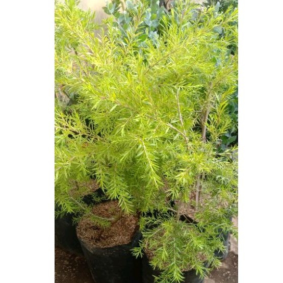Jual Bibit Tanaman Hias Moleka, Daun Potong Golden Maleuca | Shopee ...