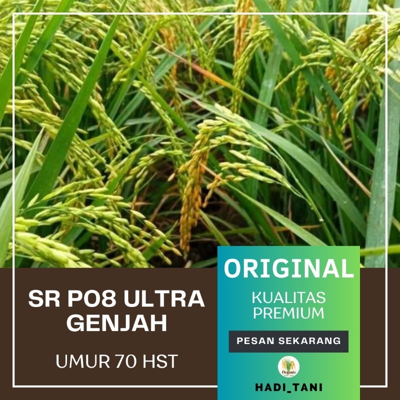 Jual Benih padi new SR P08 Ultra Genjah kemasan 5kg | Shopee Indonesia