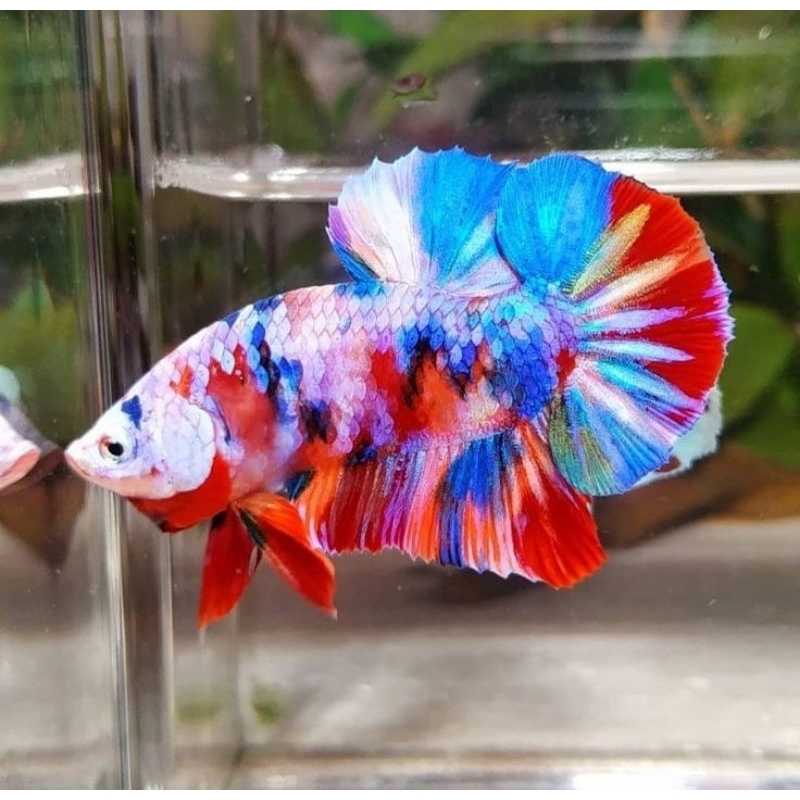 Jual stiker ikan cupang 3D | Shopee Indonesia