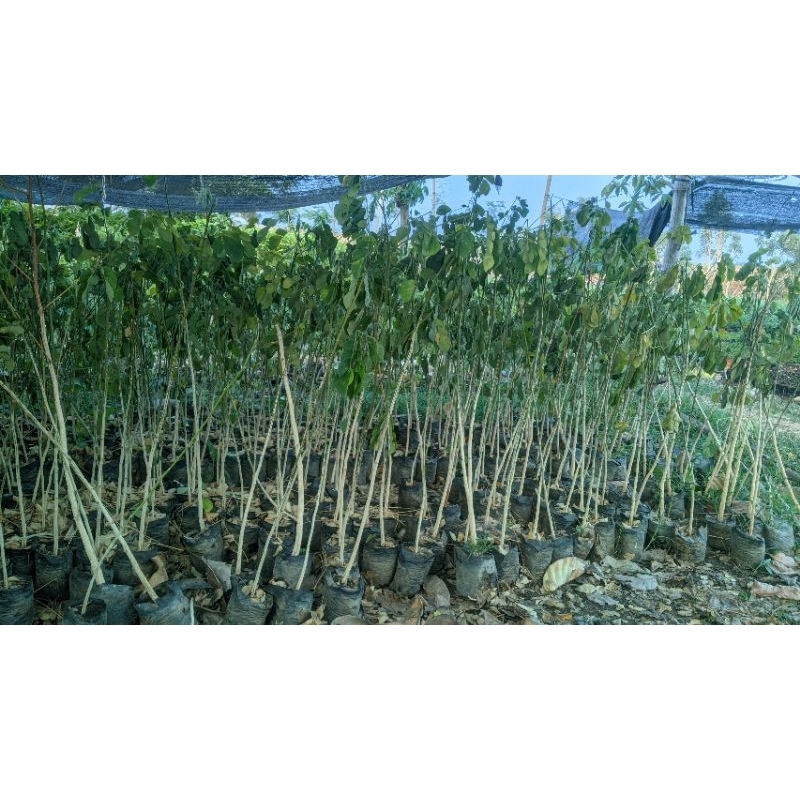 Jual Bibit Trembesi Rimbun Ukuran 1Meter | Shopee Indonesia