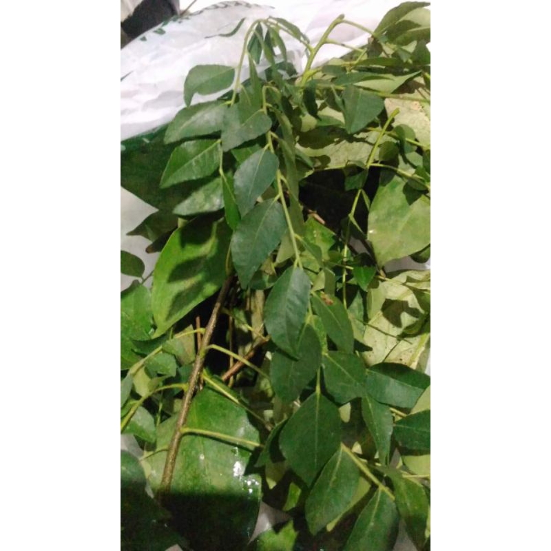 Jual Daun kari daun salam koja 2 papan | Shopee Indonesia