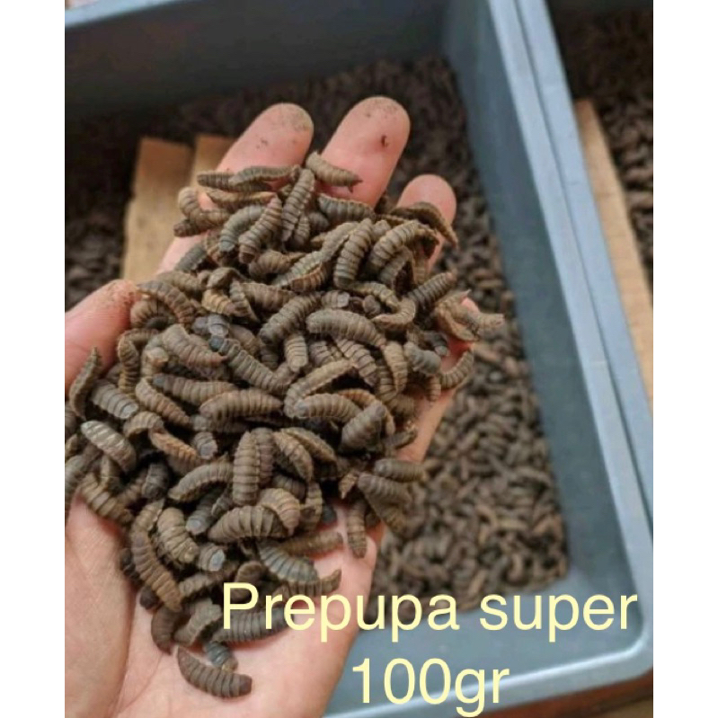 Jual Pre Pupa Magot Super BSF 1000gr | Shopee Indonesia