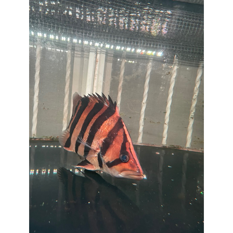 Jual Ikan Datz / Dats / Tiger Fish | Shopee Indonesia