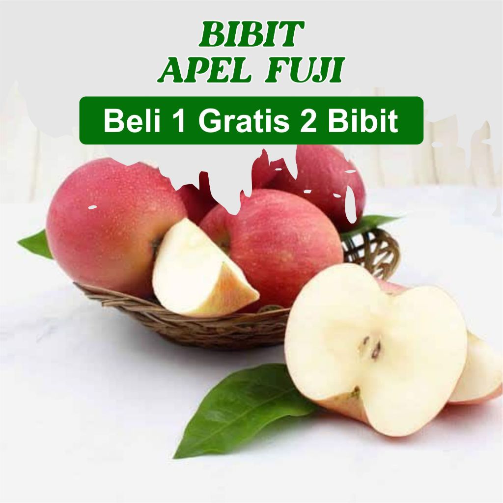 Jual Sakhonashop Bibit Apel Fuji Isi 3 Bibit + NPK | Shopee Indonesia