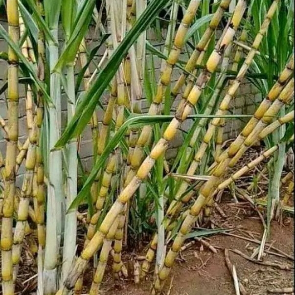 Jual TEBU KUNING/TEBU GADING | Shopee Indonesia