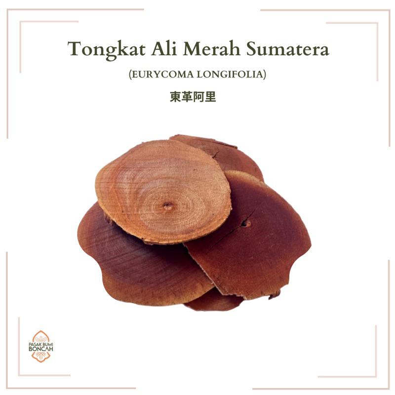 Jual 500gr | T0NGKAT ALI MERAH SUMATRA | EURYCOMA LONGIFOLIA | Shopee ...