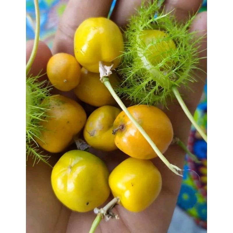 Jual markisa mini / Rambusa manis 50 buah cecenet kurung | Shopee Indonesia