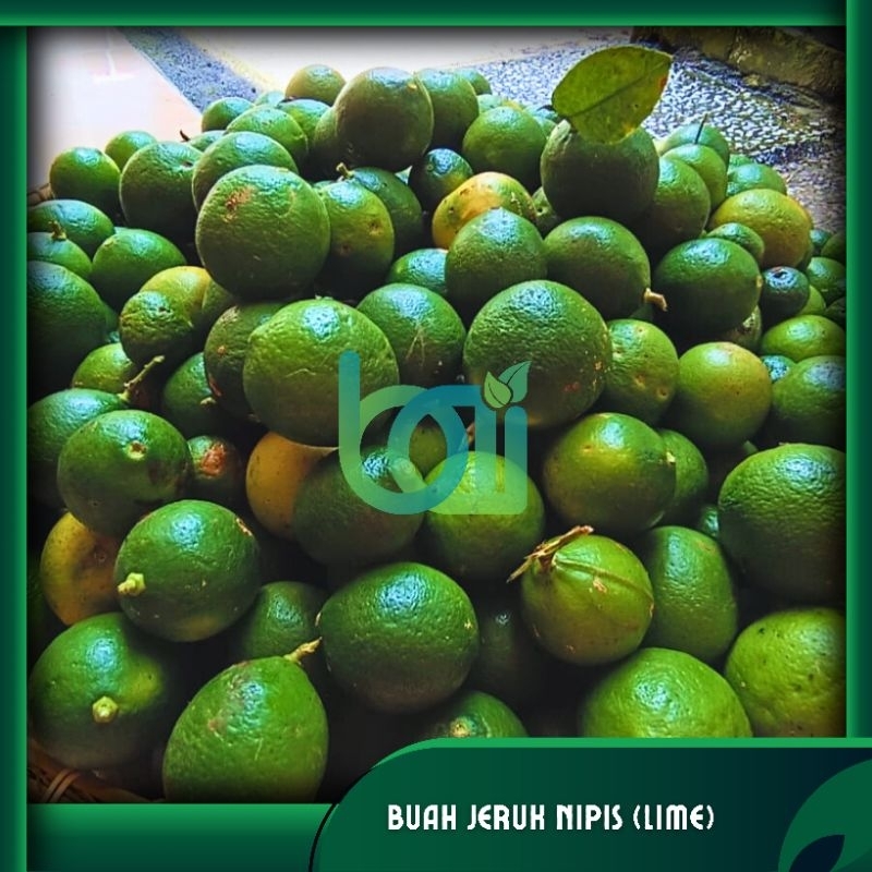 Jual Jeruk Nipis Fresh 1 Kg | Shopee Indonesia