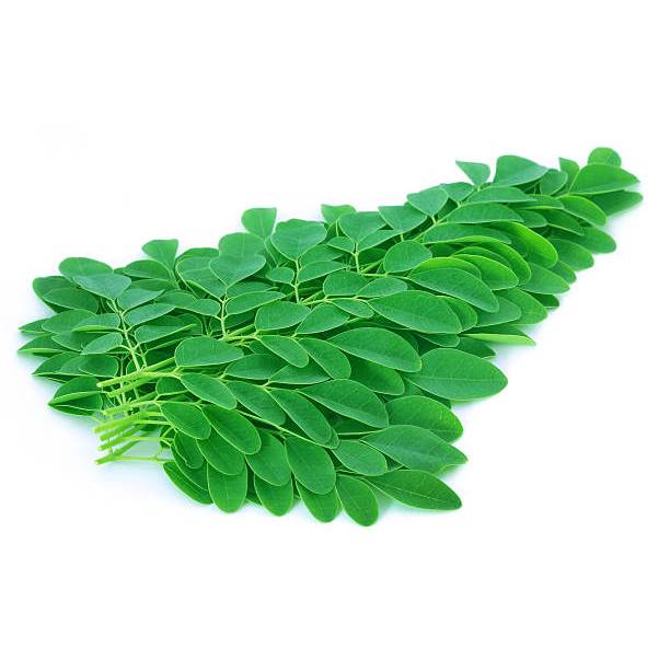 Jual Sayur Daun Kelor / Moringa oleifera Segar 1 Kg | Shopee Indonesia
