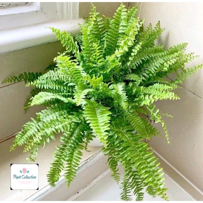 Jual Pakis Kelabang - Tanaman Paku - Tanaman Hias Vertikal Garden ...