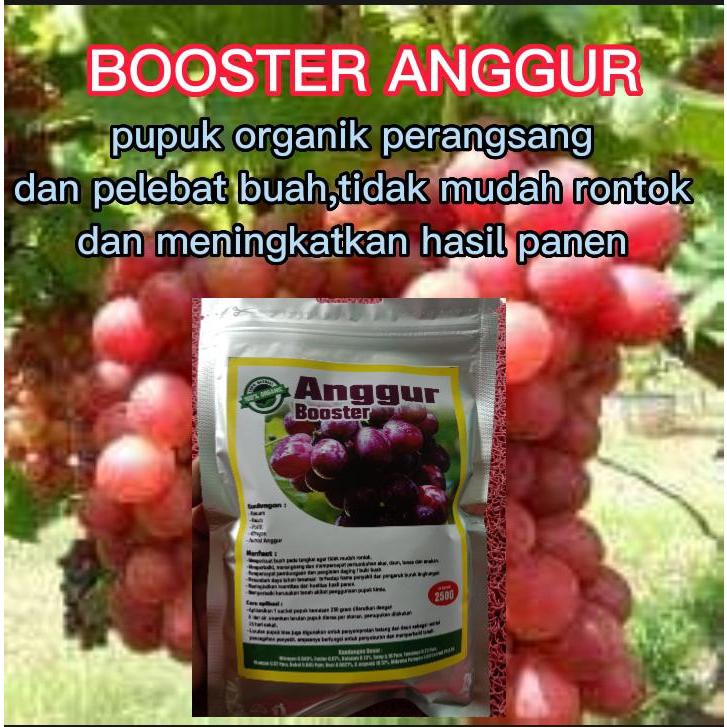 Jual Pupuk Booster Anggur Cepat Berbuah Lebat Pupuk Penyubur dan ...
