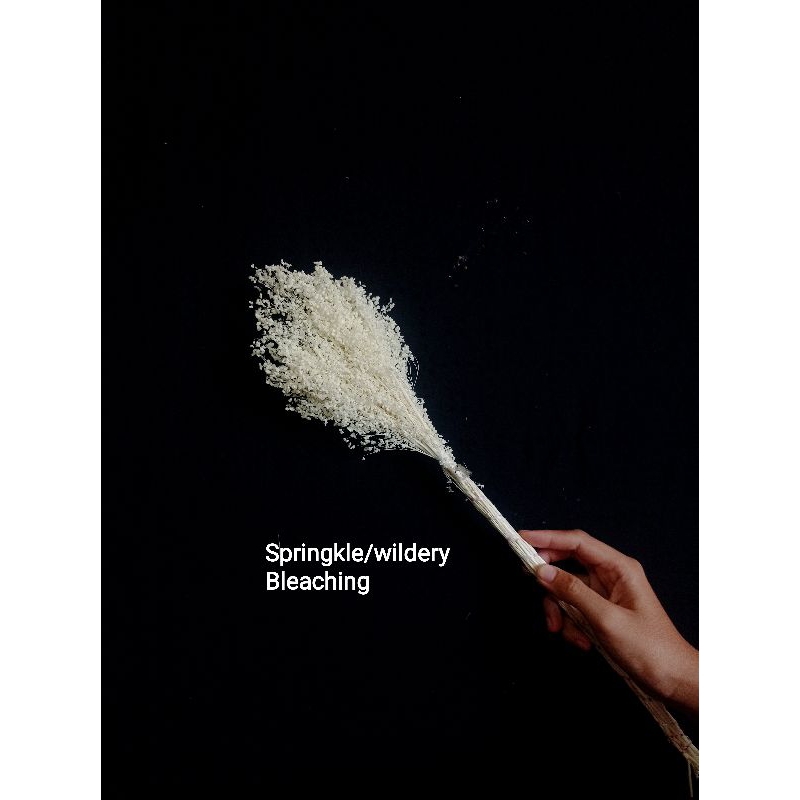 Jual springkle grass putih bahan dekorasi dan buket | Shopee Indonesia