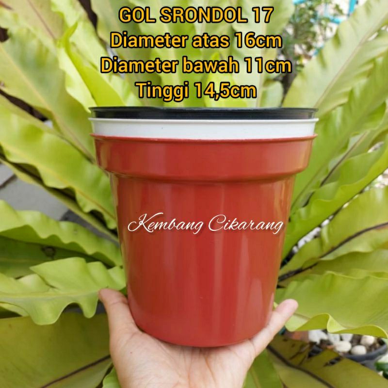 Jual (1pc) GOL SRONDOL 17 (16cm) : pot bunga basic tinggi polos mirip ...