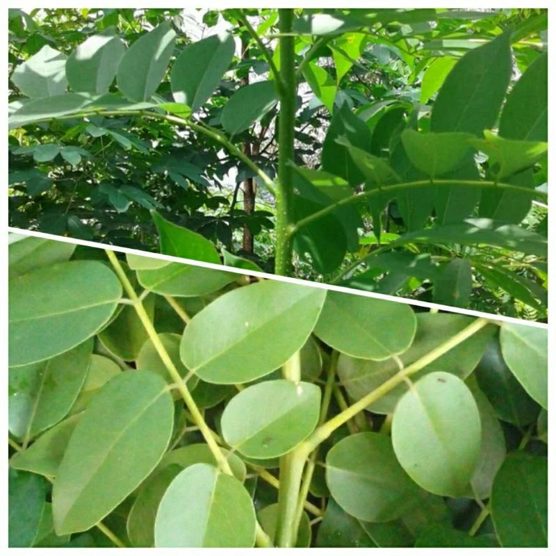 Jual Jual Stek Pohon Gamal | Shopee Indonesia