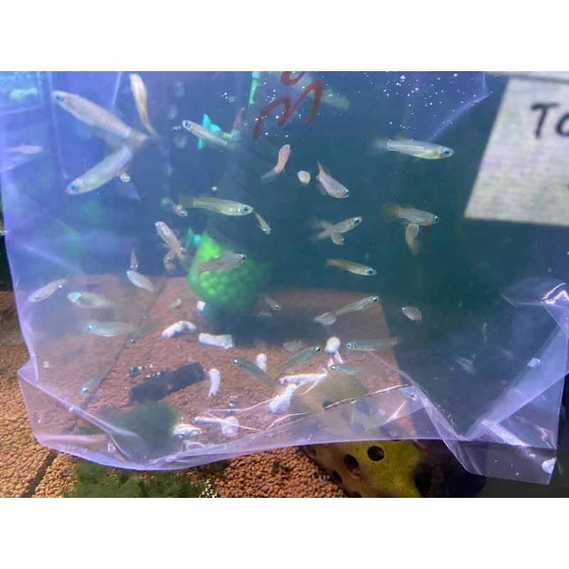Jual blue eye Tetra / ikan hias gerombol | Shopee Indonesia