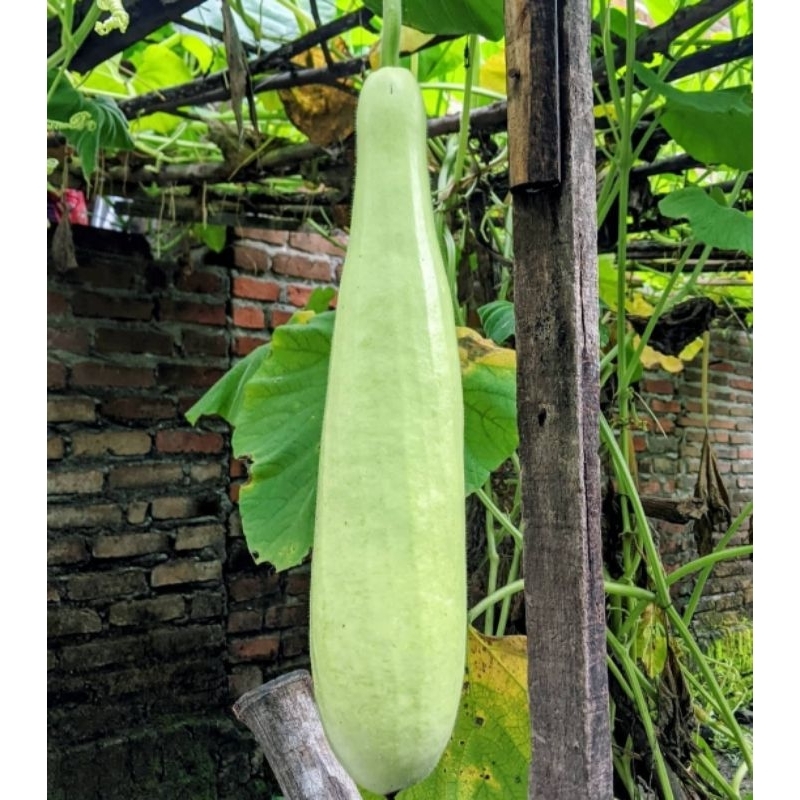 Jual Benih Labu Air 10 gram Isi Sekitar 50-60 biji | Shopee Indonesia