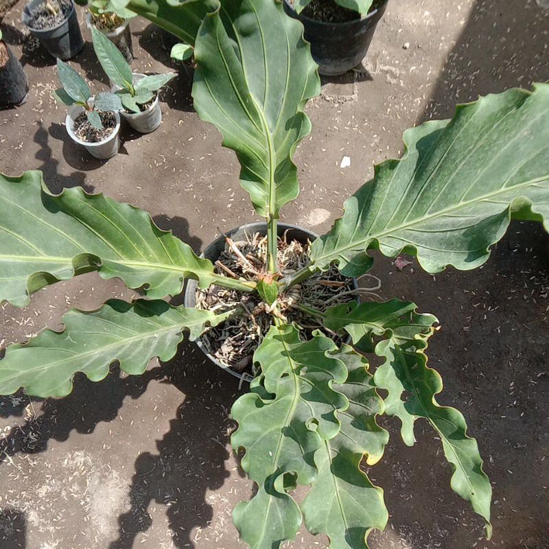 Jual gelcin kak gabby | Shopee Indonesia