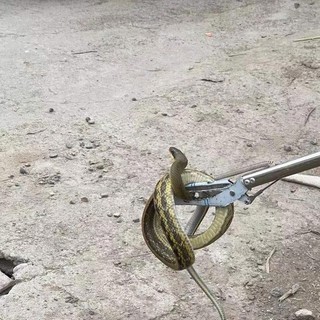 Jual 75cm/120cm/150cm/200cm Alat Penjepit Ular Stainless/Tongkat ...