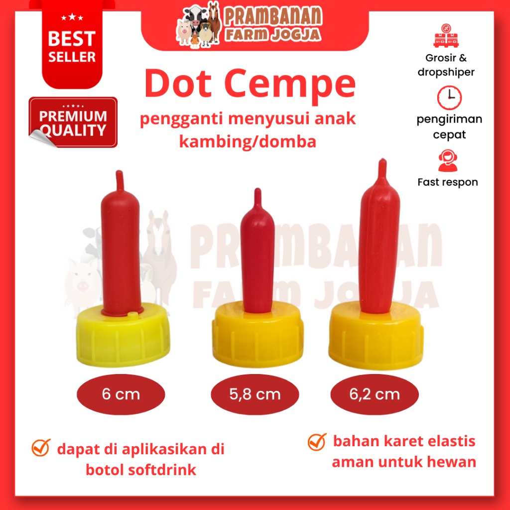 Jual Dot Cempe Anak Kambing Domba Hewan Peliharaan | Shopee Indonesia