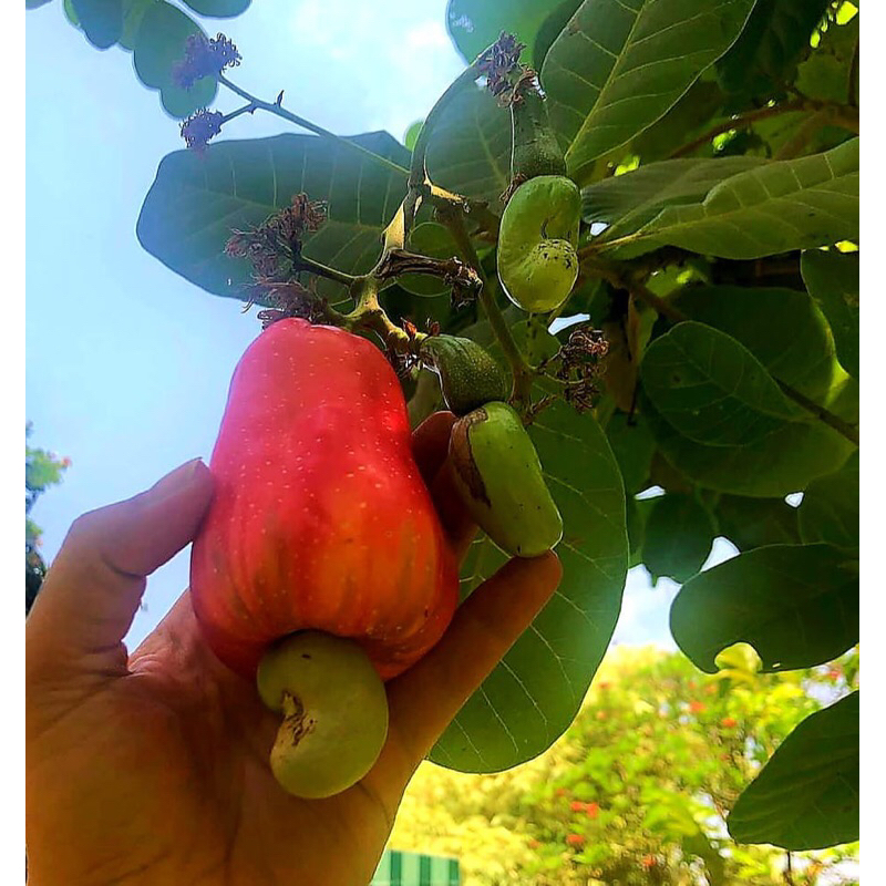 Jual Bibit buah jambu mente atau jambu monyet | Shopee Indonesia