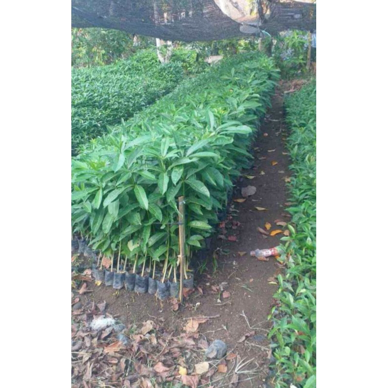 Jual BIBIT PULE UKURAN 60-90 CM | Shopee Indonesia